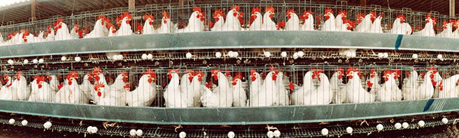 Factory Farm Chickens